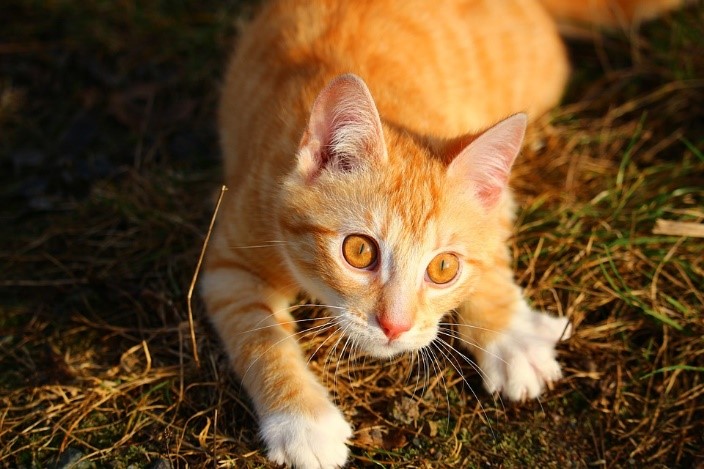 Jab of Feral Cat – Laura Lee