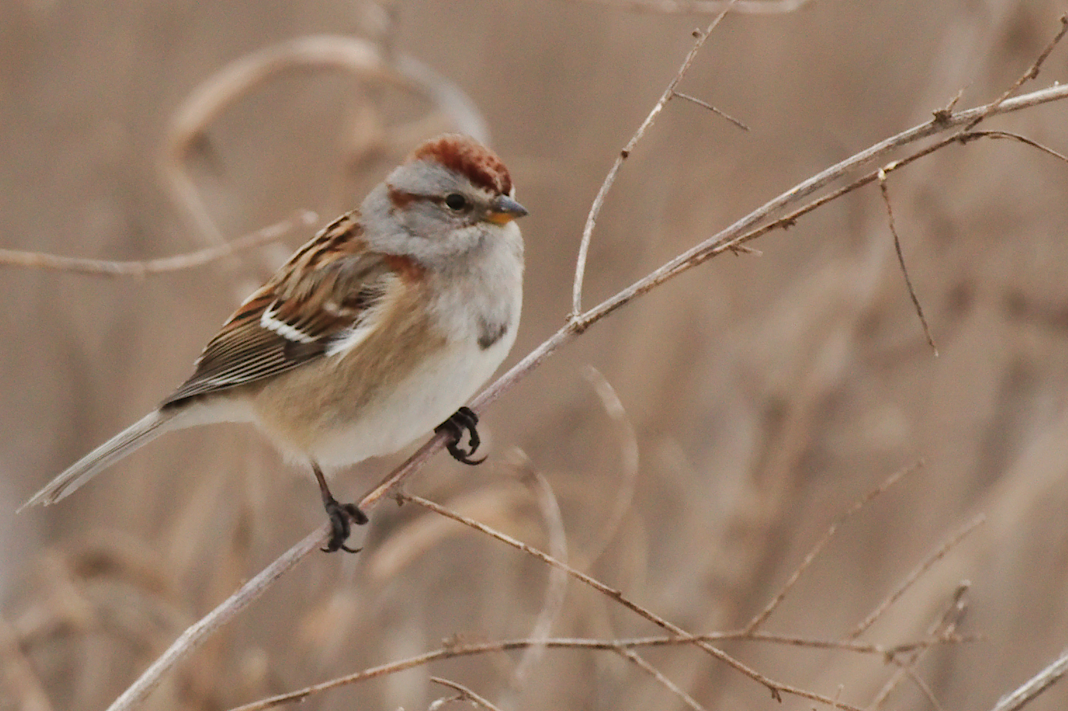 Sparrows and Specular Poems–Just for Fun – Laura Lee